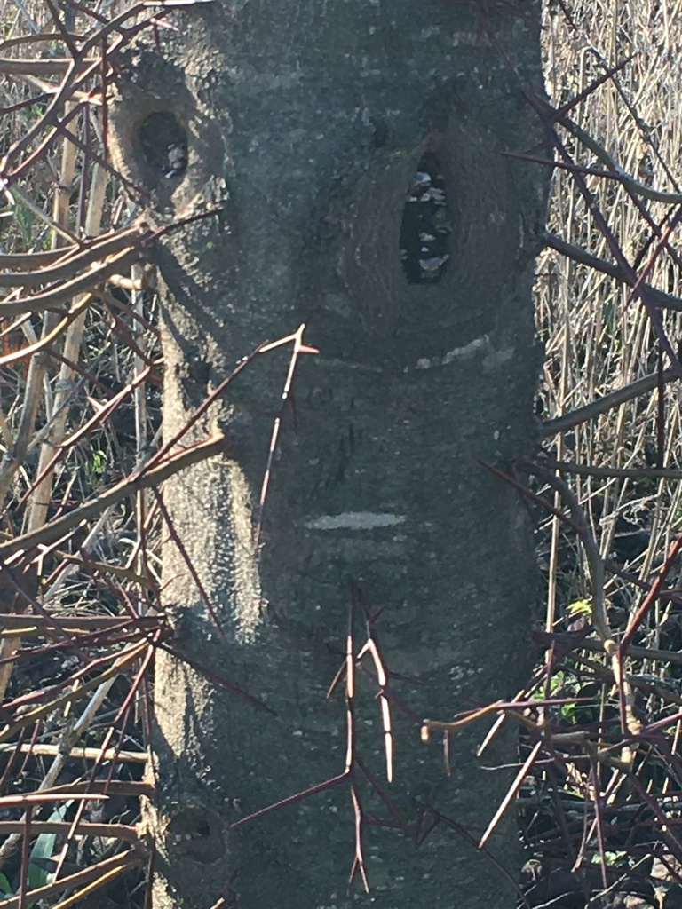 honey locust from Tambra Dr, Frisco, TX, US on January 18, 2020 at 09: ...