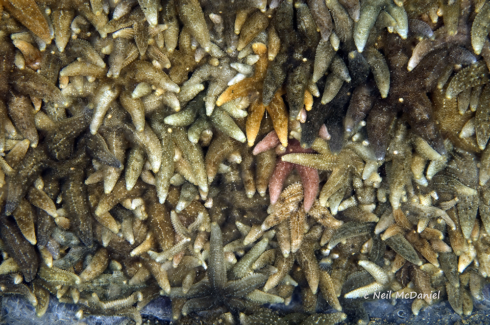 Mottled Star from Defence Island, Howe Sound, BC, Canada on July 16 ...
