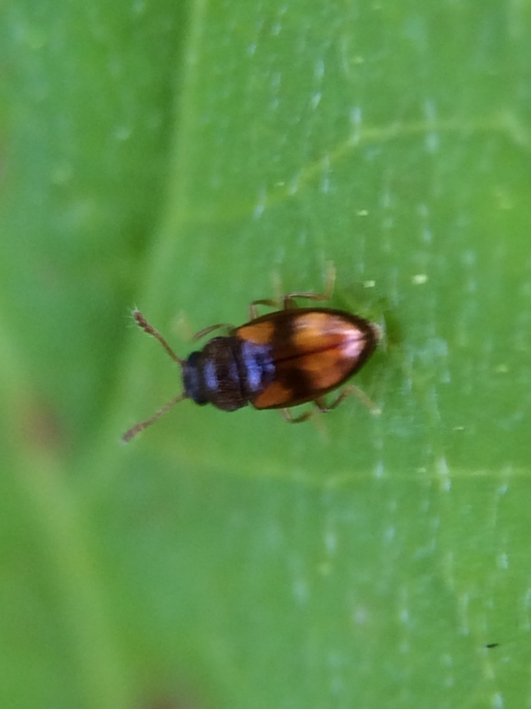 Toramus pulchellus (Putnam County Site Observations - Fishflies ...