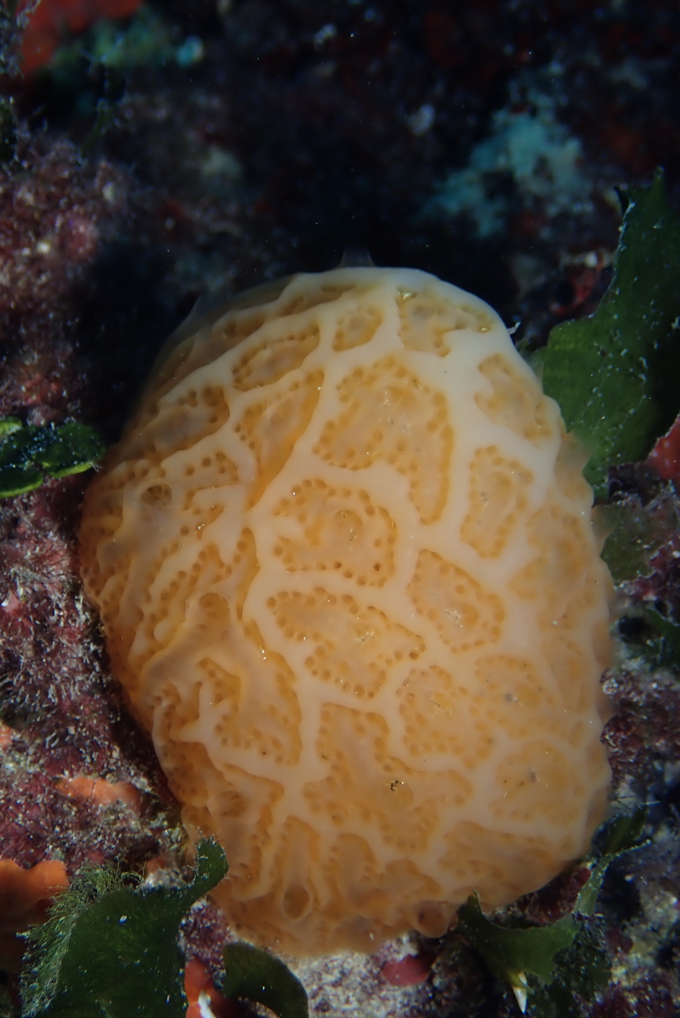 Aplidium conicum (Olivi, 1792)