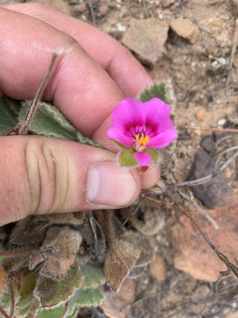 High Ovalleaf Storksbill in January 2020 by Matthew Fainman · iNaturalist