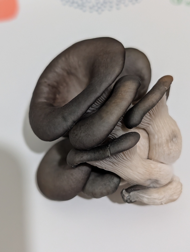 Oyster Mushroom from Carmel, IN 46032, USA on December 08, 2025 at 08: ...