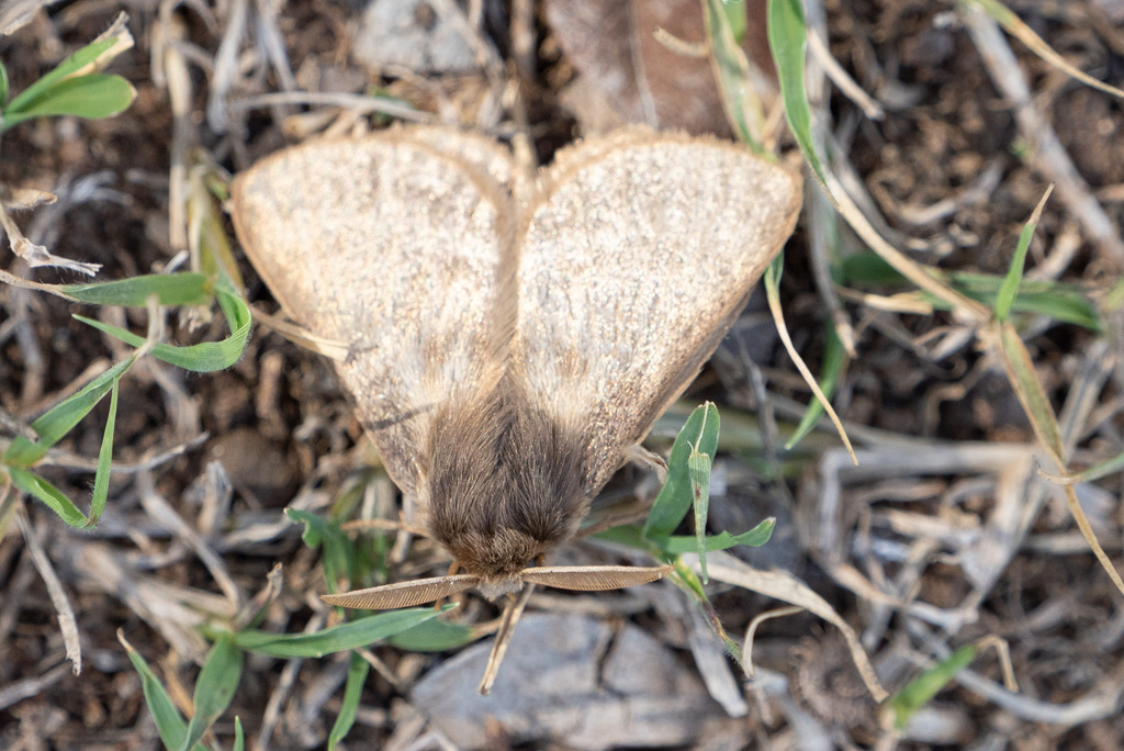 Phyllalia incerta from De Hoop Lodging. +F7 Ouplaas, South Africa on ...