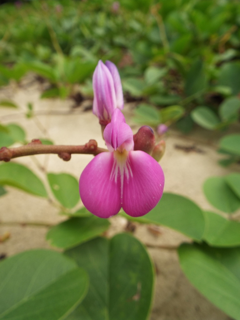 Beach Bean from Banes, Cuba on January 07, 2020 at 03:50 PM by pascal ...