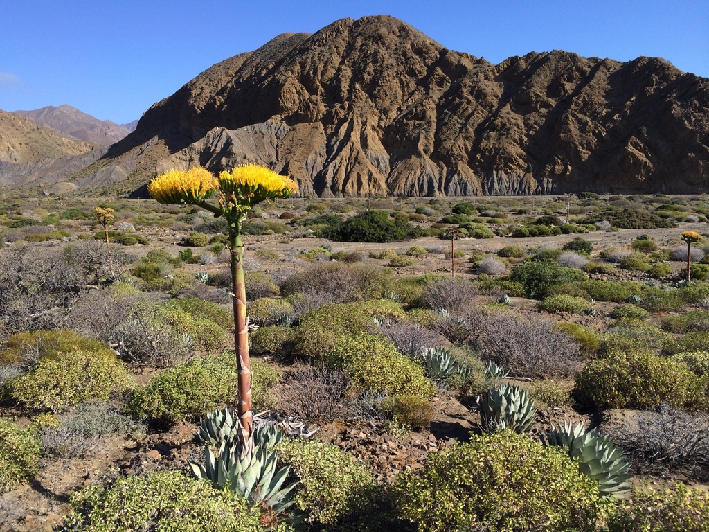 Quiote de Isla Cedros (Cactáceas de Baja California Sur) · iNaturalist