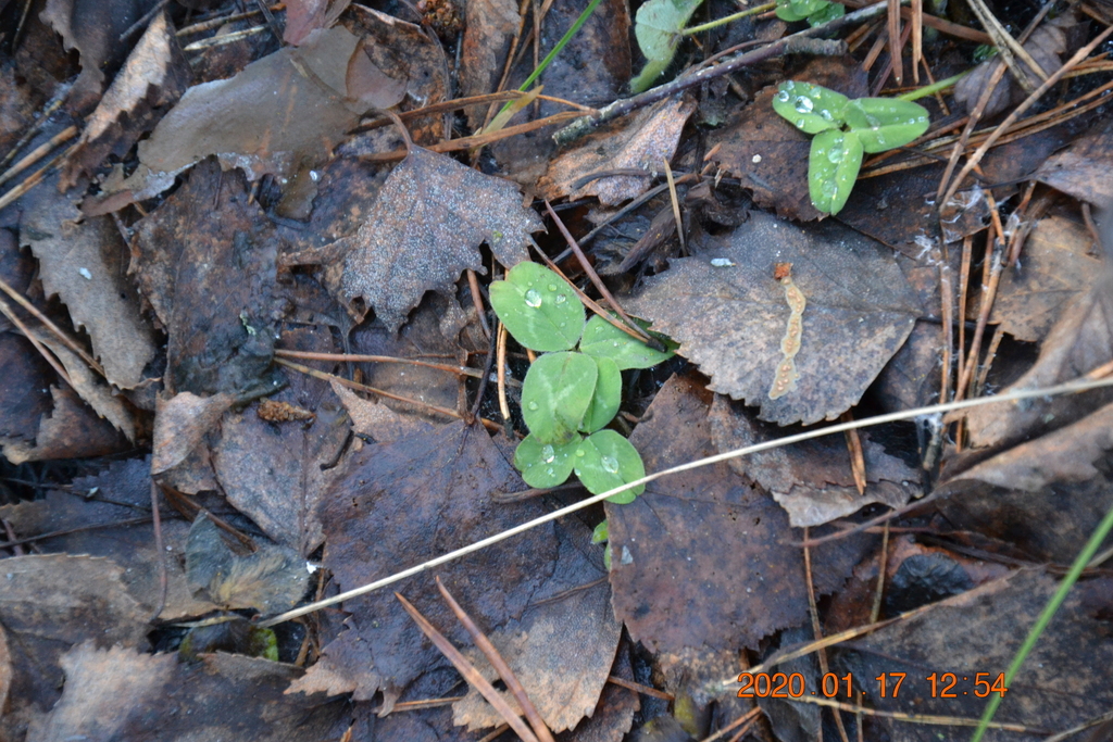 Red Clover from Pavlovo-Posadsky District, Moscow Oblast, Russia on ...