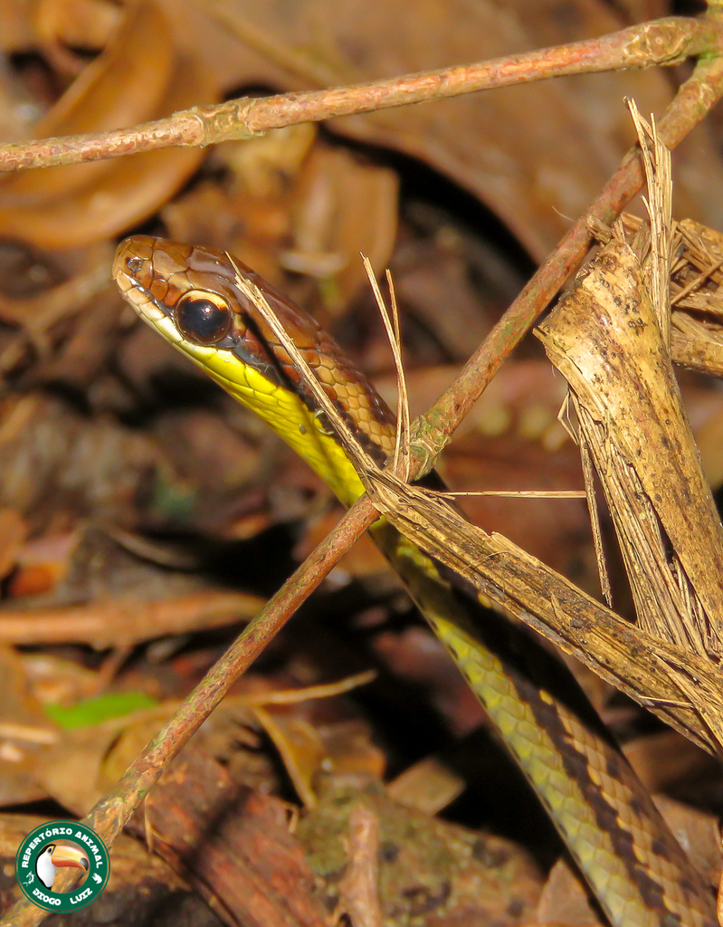 Head-striped Leaf-litter Snake (Echinanthera cephalostriata) - Snakes ...