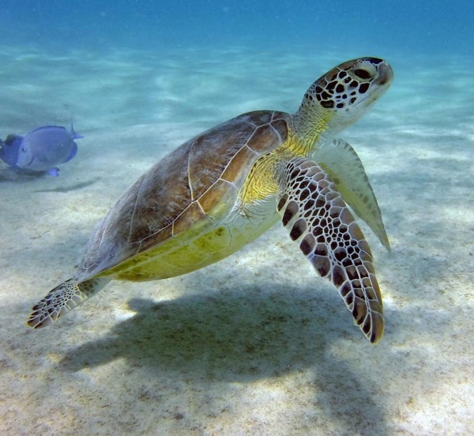 Green Sea Turtle in September 2015 by Guilherme A. Fischer · iNaturalist