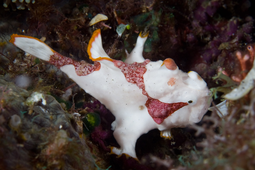 Warty Anglerfish (Antennarius maculatus) - Marine Life Identification