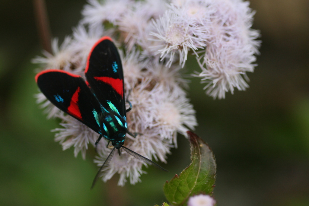 Genus Cyanopepla (Biodiversidad en Las Dalias Pallardelli, San Borja ...