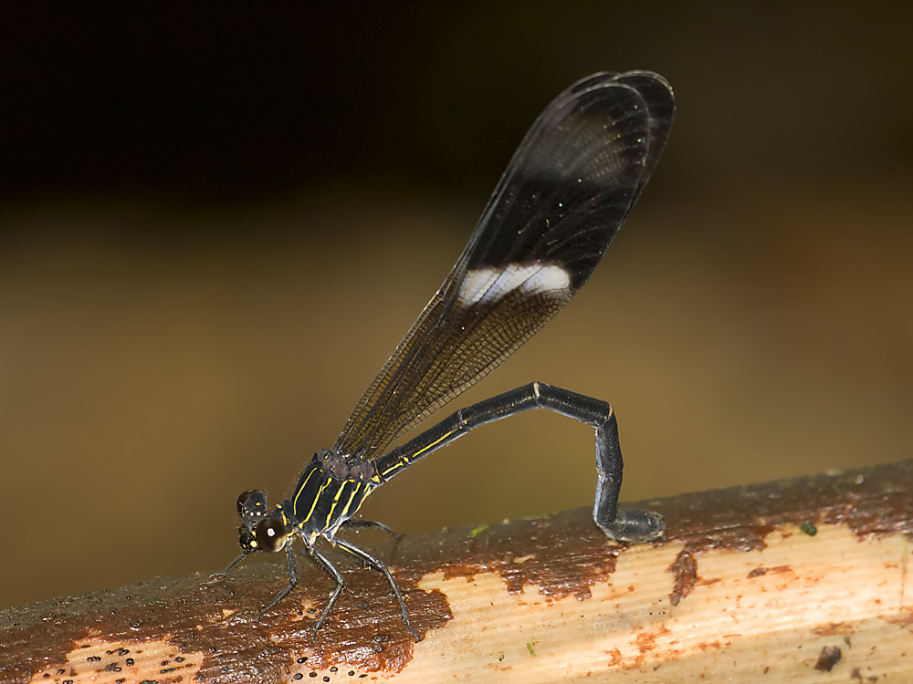 Polythore procera (Dragonflies and Damselflies of Amazonas, Brazil ...