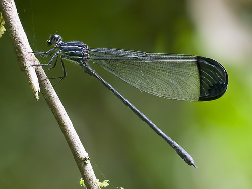 Polythore terminata · iNaturalist