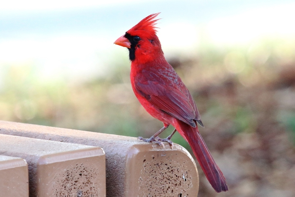 Florida Cardinal (Bird ID for Florida) · iNaturalist