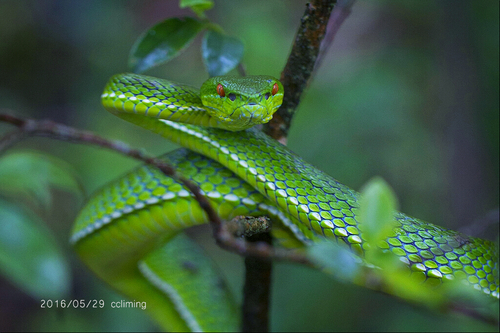 Chinese Green Tree Viper (Trimeresurus stejnegeri) - Snakes and Lizards