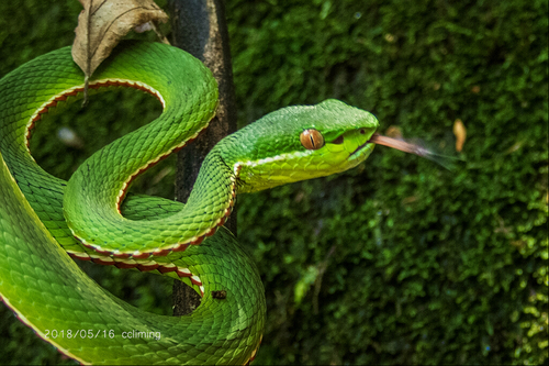 Chinese Green Tree Viper (Trimeresurus stejnegeri) - Snakes and Lizards