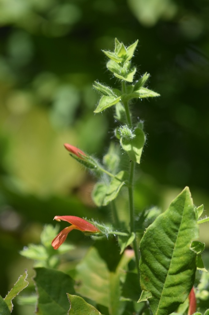 Purpus' Hummingbird Flower from Los Cabos, Baja California Sur, Mexico ...