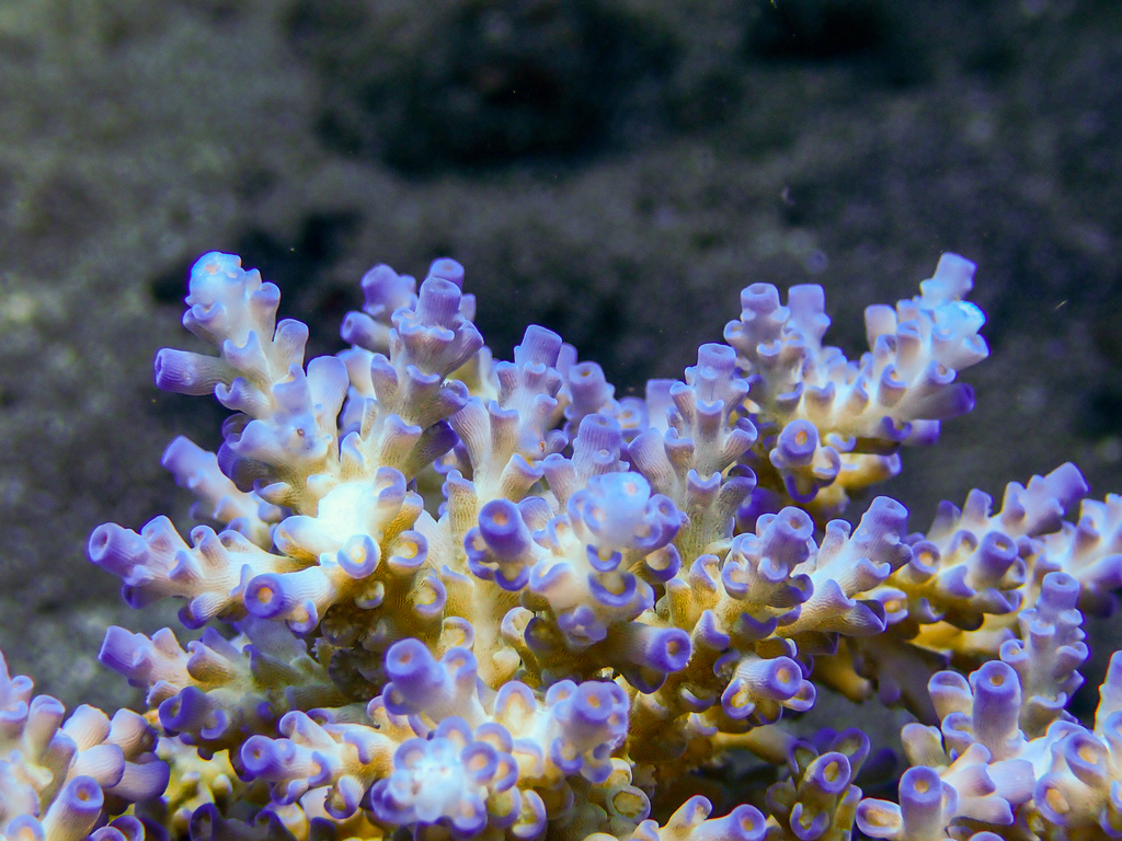 Acropora striata in October 2025 by Gita Alisa · iNaturalist