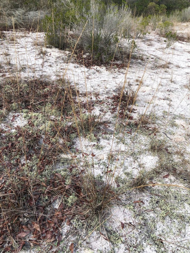 big three-awn from Baldwin, Alabama, United States on January 15, 2020 ...