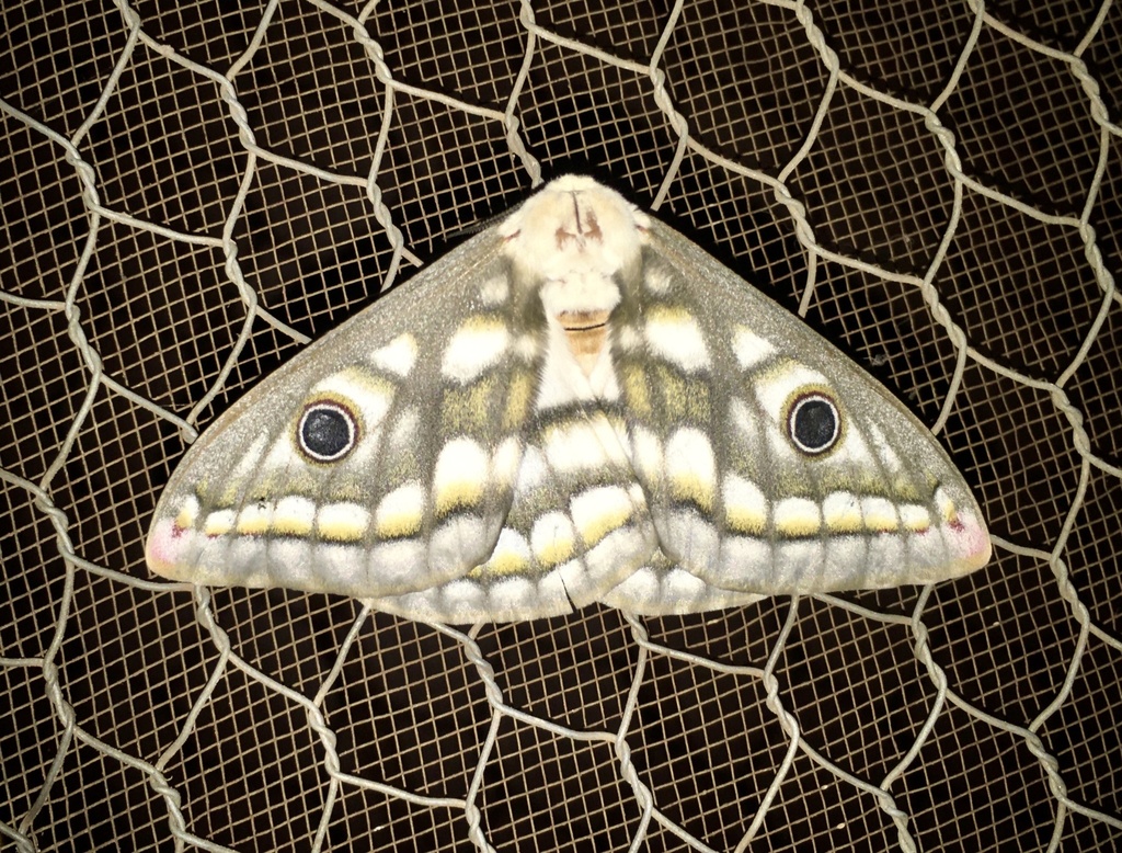 Eastern Marbled Emperor from NC, ZA on January 18, 2020 at 10:24 PM by ...