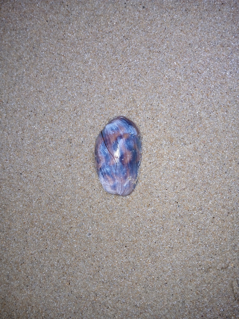 Brown bubble shell from Port Noarlunga SA 5167, Australia on December 9 ...