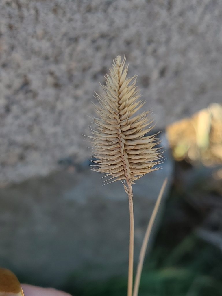 Crested Wheatgrass from Dolores on December 9, 2025 at 09:19 AM by ...