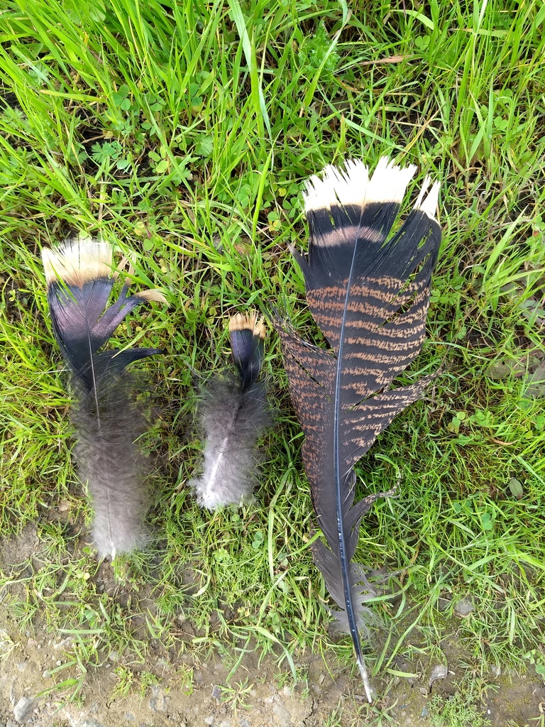 Wild Turkey from San Jose, CA, USA on March 19, 2019 at 09:47 AM by ...