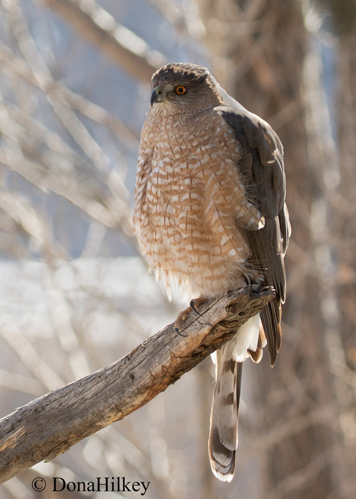 Cooper's Hawk from 6 miles SE of Meeker, Rio Blanco County, CO, USA on ...