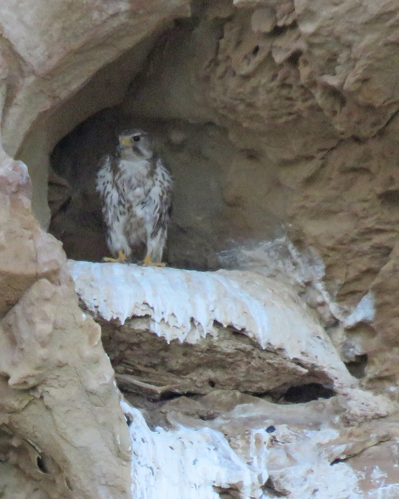 Prairie Falcon from Moffat County, CO, USA on May 25, 2019 at 08:02 PM ...