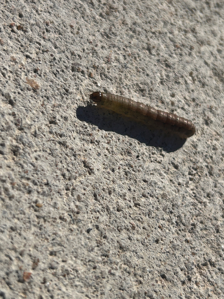 Fall Armyworm Moth from Manor, TX, US on November 25, 2025 at 01:40 PM ...