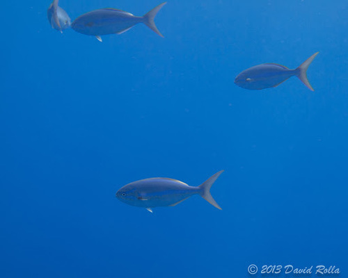 Genus Sectator · iNaturalist