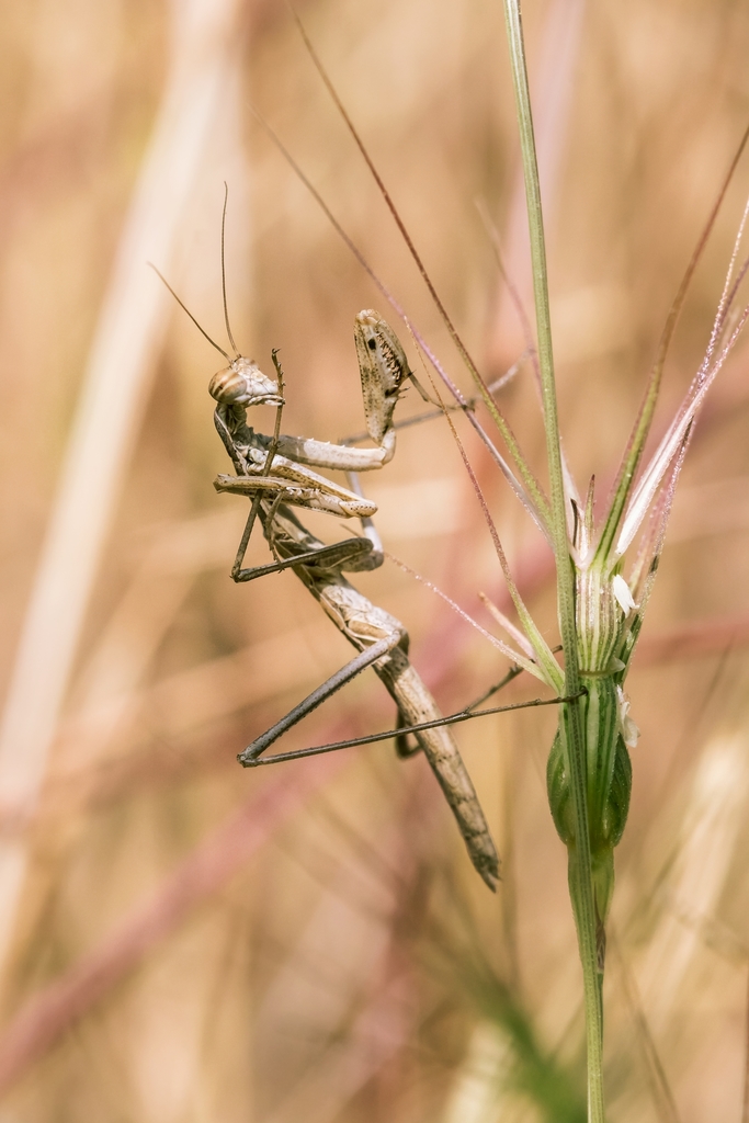 Balkan Ground Mantis from Kreta, Griechenland on June 02, 2019 at 03:03 ...