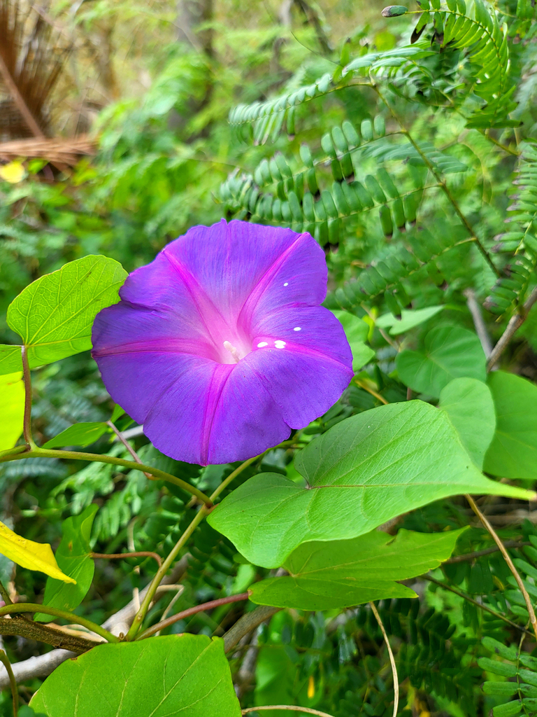 oceanblue morning glory from East End, KY on December 14, 2021 at 09:07 ...