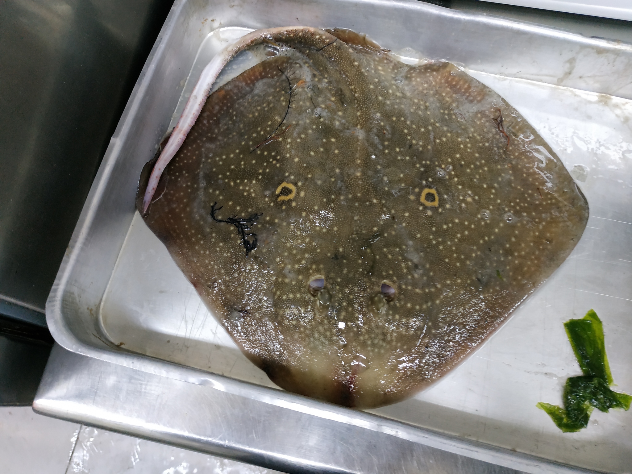 Raja radula Delaroche, 1809