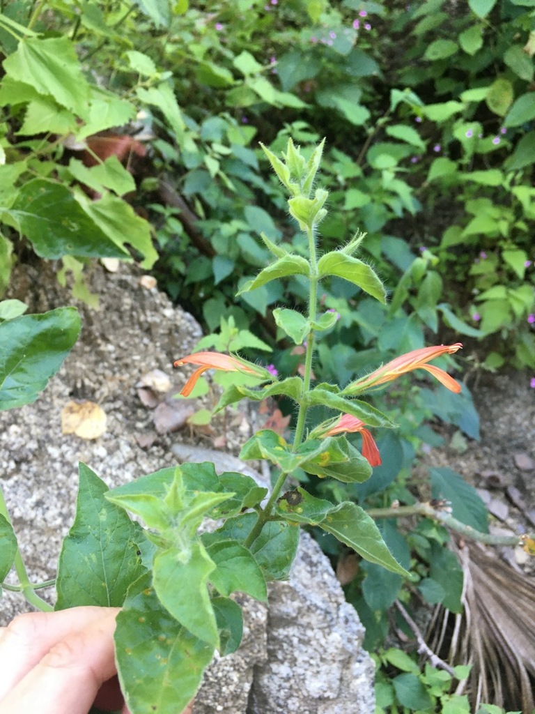 Purpus' Hummingbird Flower from Los Cabos, Baja California Sur, Mexico ...