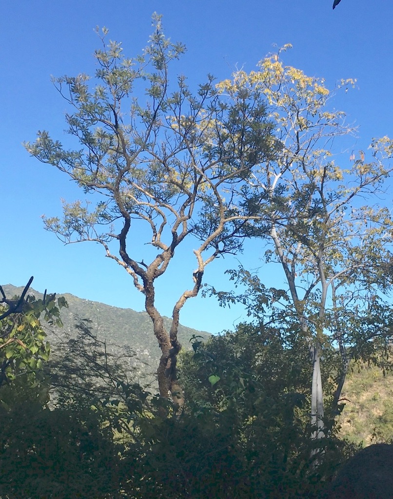 elephant tree from Los Cabos, Baja California Sur, Mexico on January 06 ...