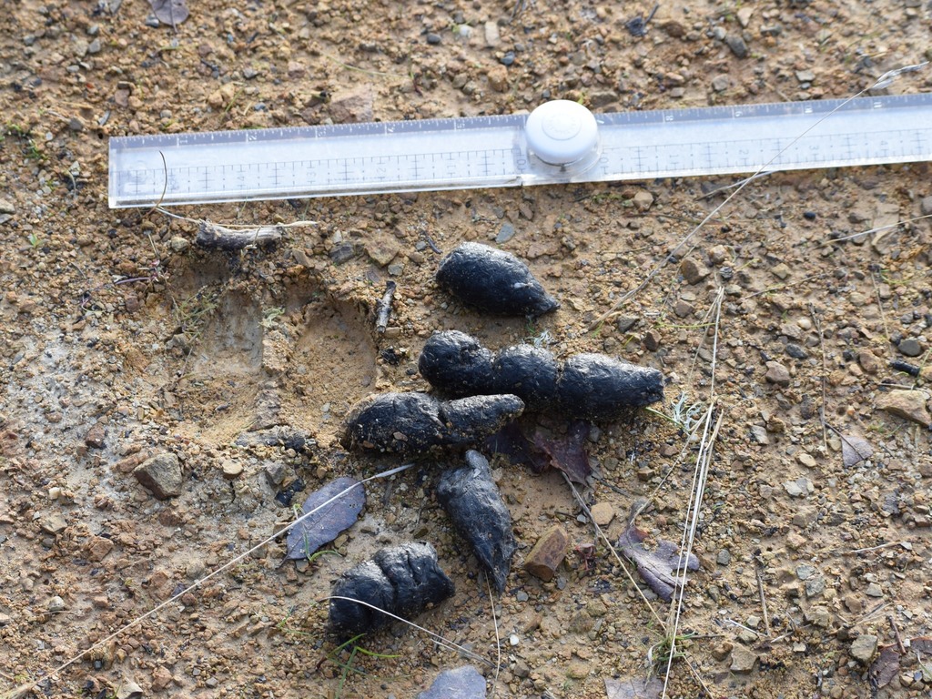 Bobcat from Joseph D. Grant County Park, CA, USA on January 18, 2020 at ...