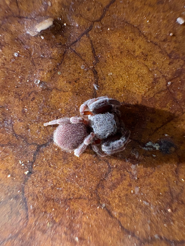 Common Palp-footed Spiders from Limpopo, ZA on December 9, 2025 at 10: ...