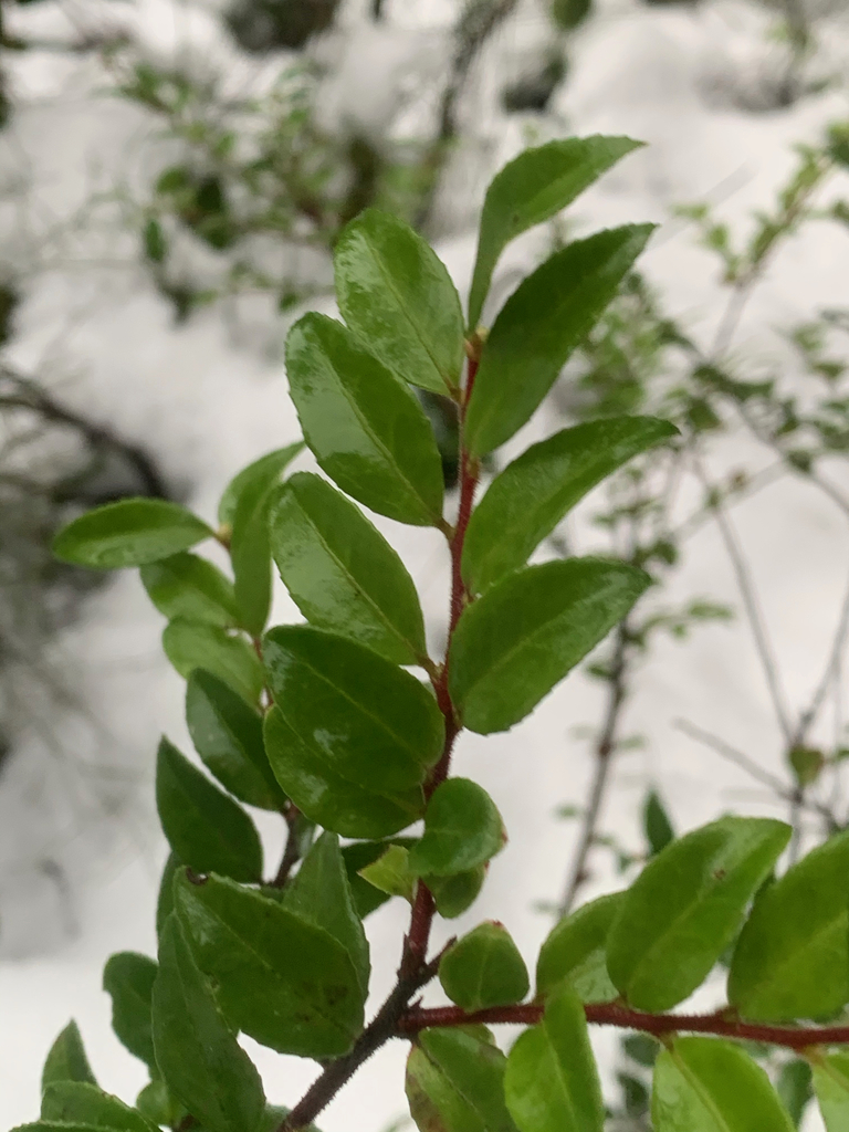 Evergreen Huckleberry from Greater Vancouver, British Columbia, Canada ...
