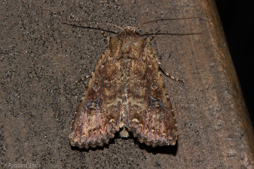 Ichneutica morosa from Portobello, Dunedin, New Zealand on January 18 ...