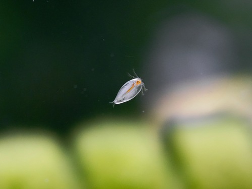 Camarón almeja (Eulimnadia texana)
