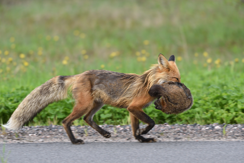 Red Fox from Division No. 10, CA-NF, CA on June 19, 2019 at 06:35 AM by ...