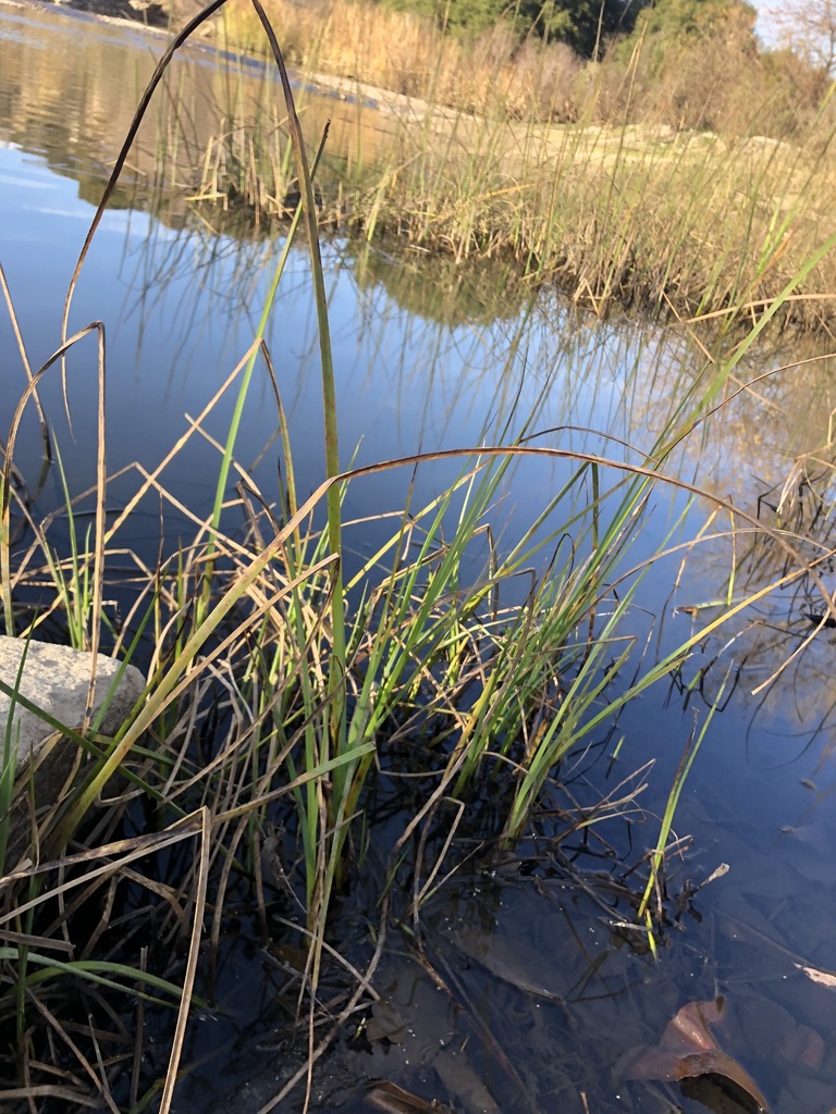 three-square bulrush from Mission Trails Regional Park, San Diego ...
