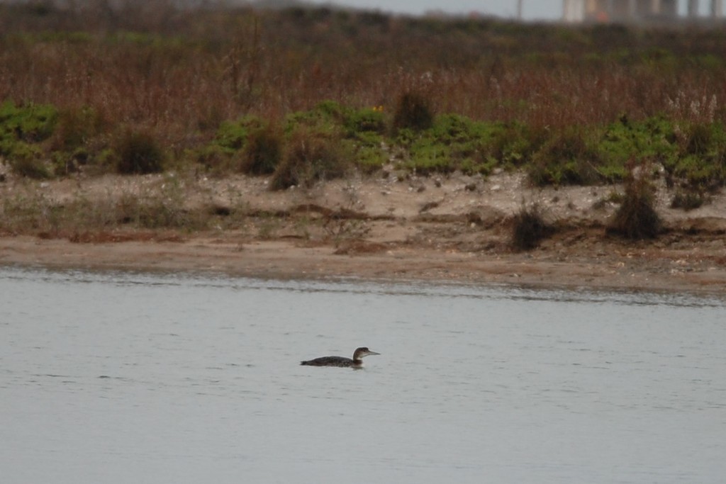 Common Loon from Cameron County, TX, USA on January 08, 2017 at 06:02 ...