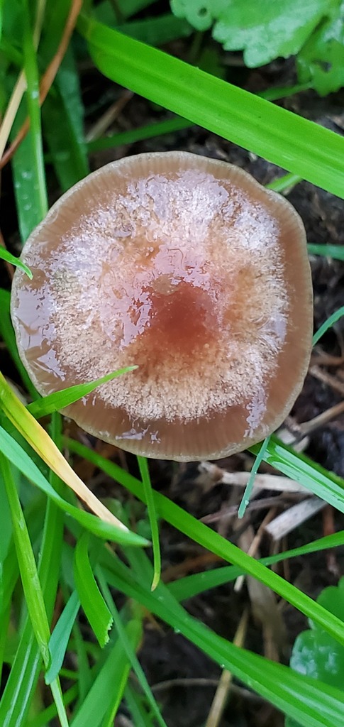 Banded Mottlegill from Escambia County, FL, USA on January 18, 2020 at ...