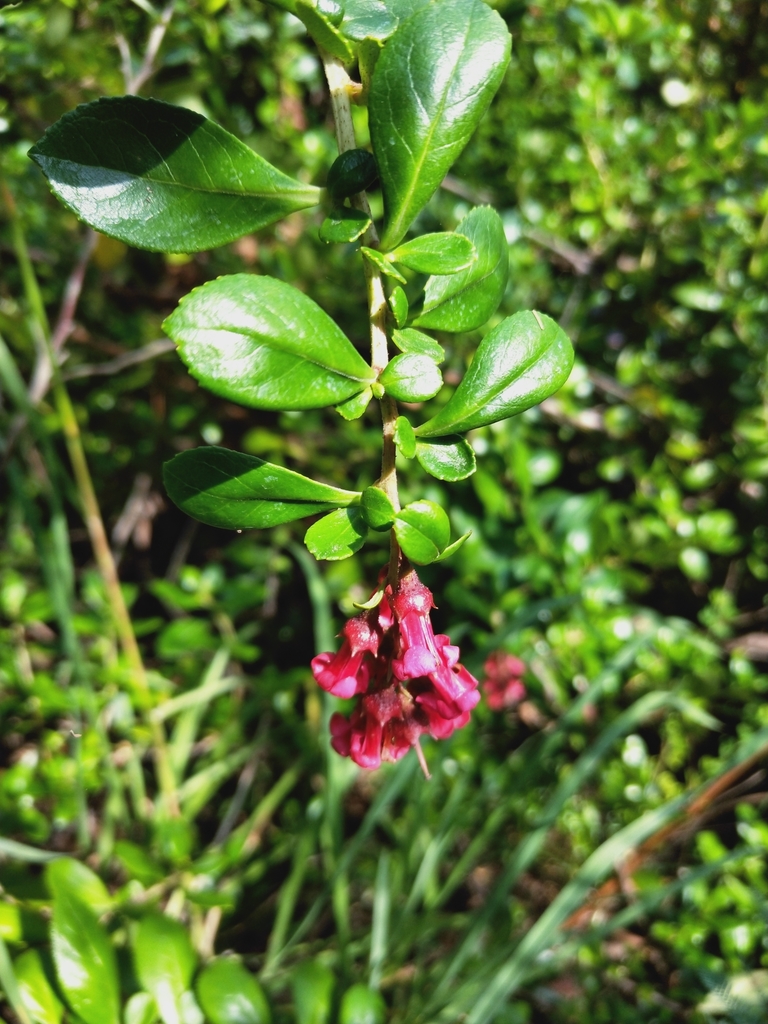 redclaws from Ranelagh TAS 7109, Australia on January 19, 2020 at 10:52 ...