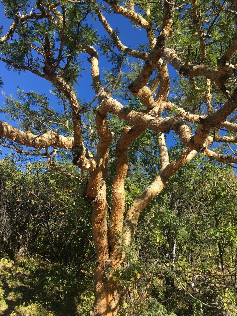 elephant tree from Los Cabos, Baja California Sur, Mexico on January 6 ...