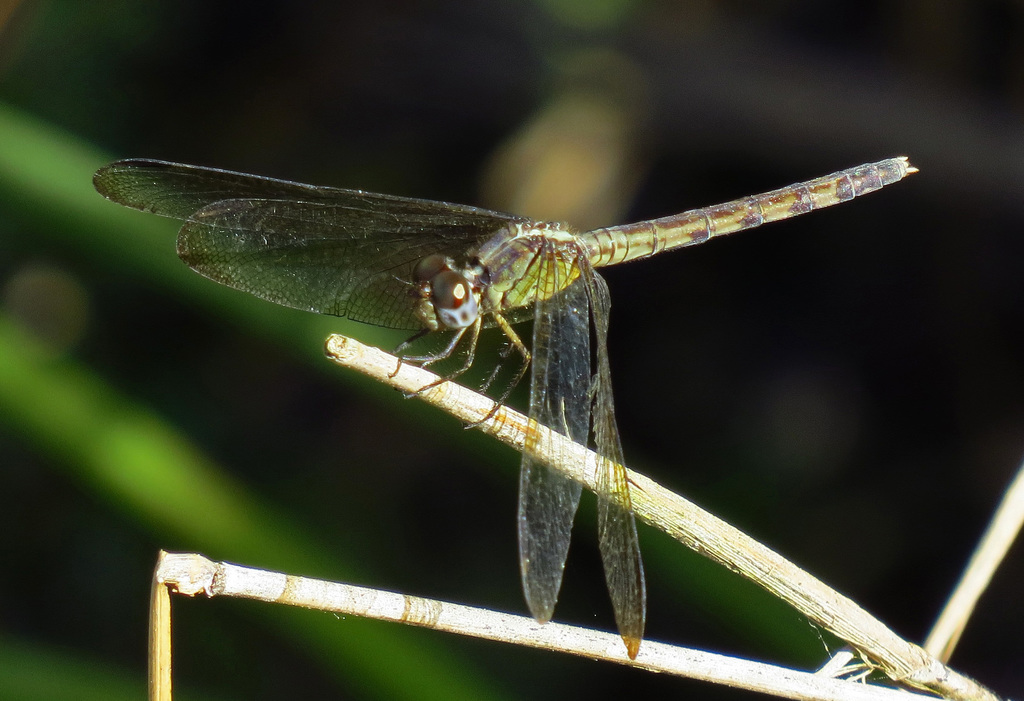 Band-winged Dragonlet from Monroe County, FL, USA on January 16, 2020 ...
