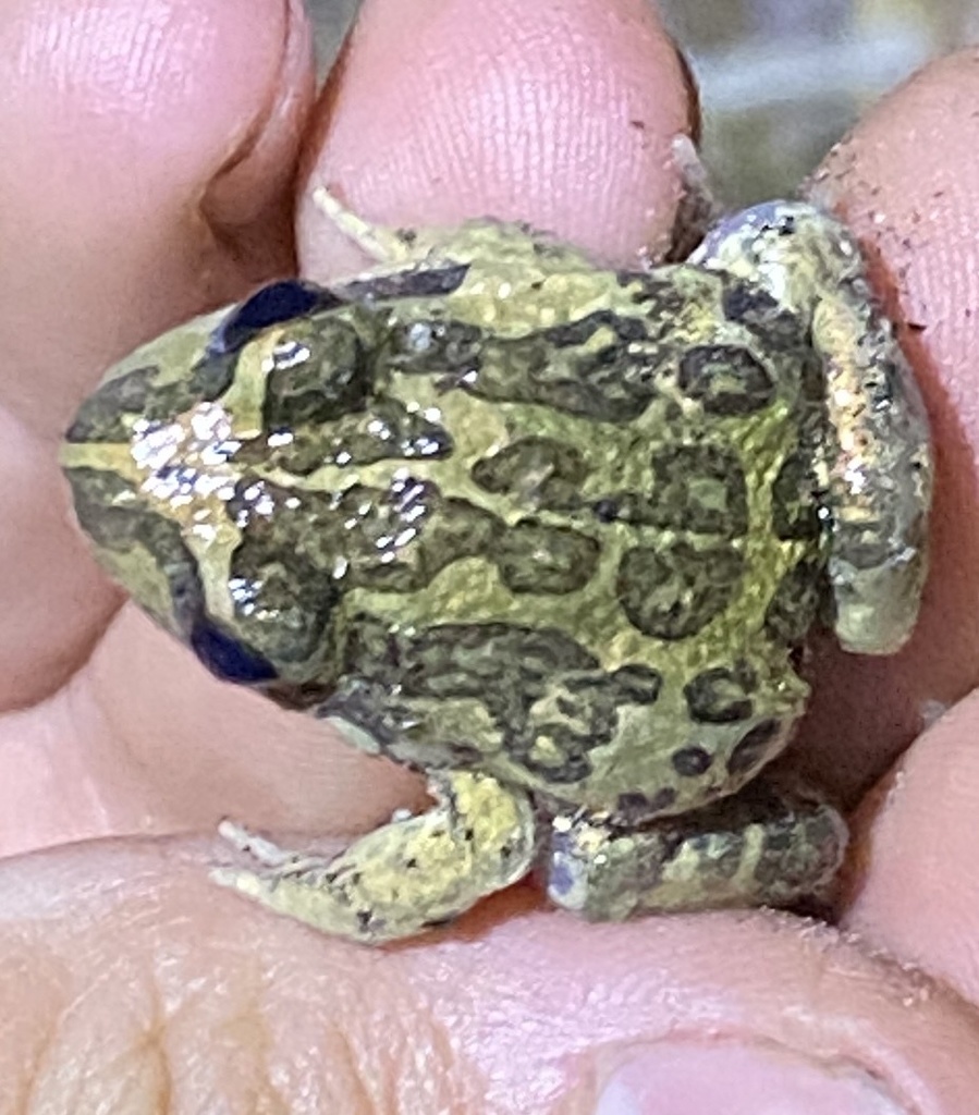 Western Banjo Frog from Porongurup, WA, AU on January 18, 2020 at 08:10 ...