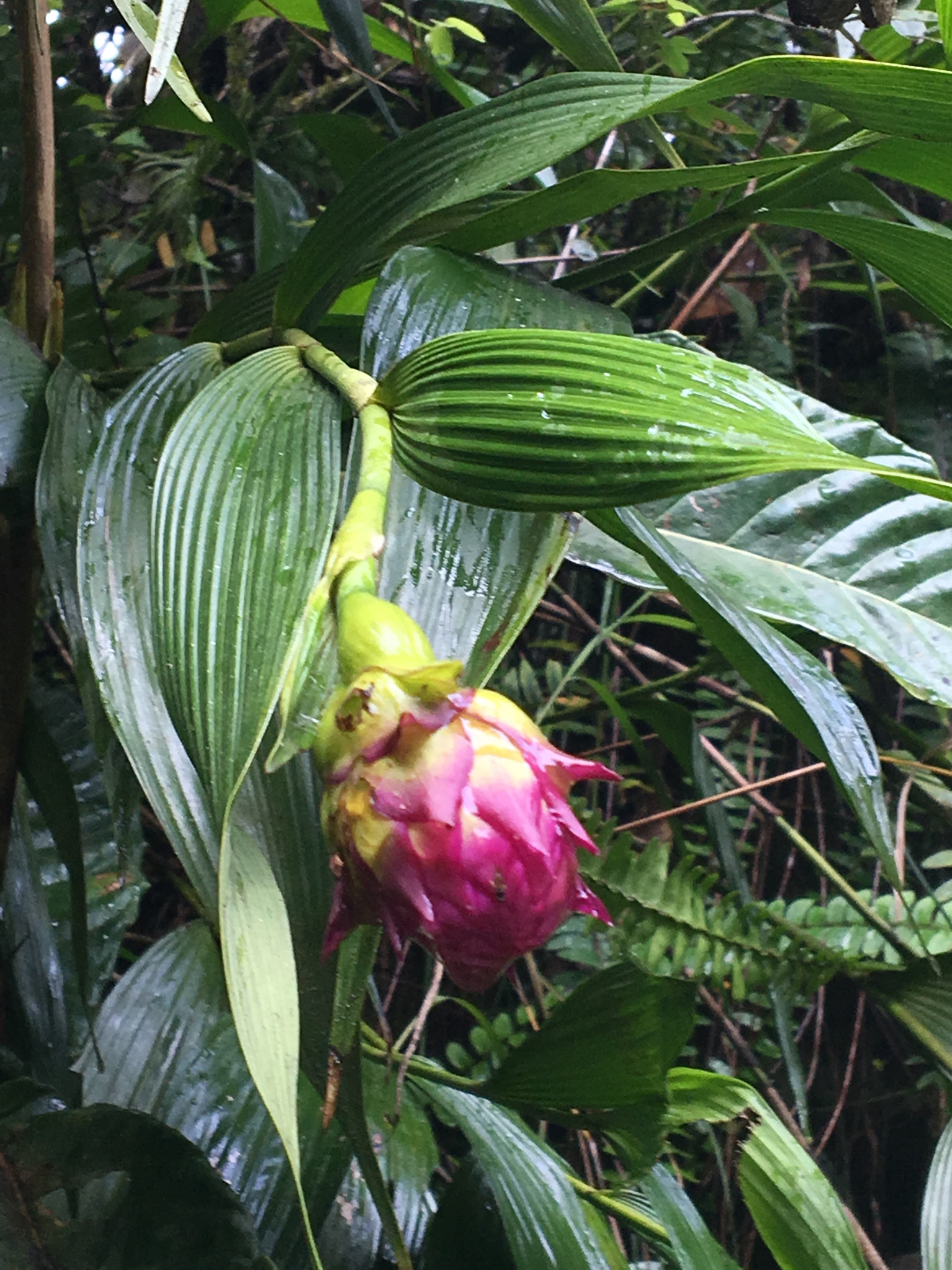 Elleanthus capitatus (Poepp. & Endl.) Rchb.f.