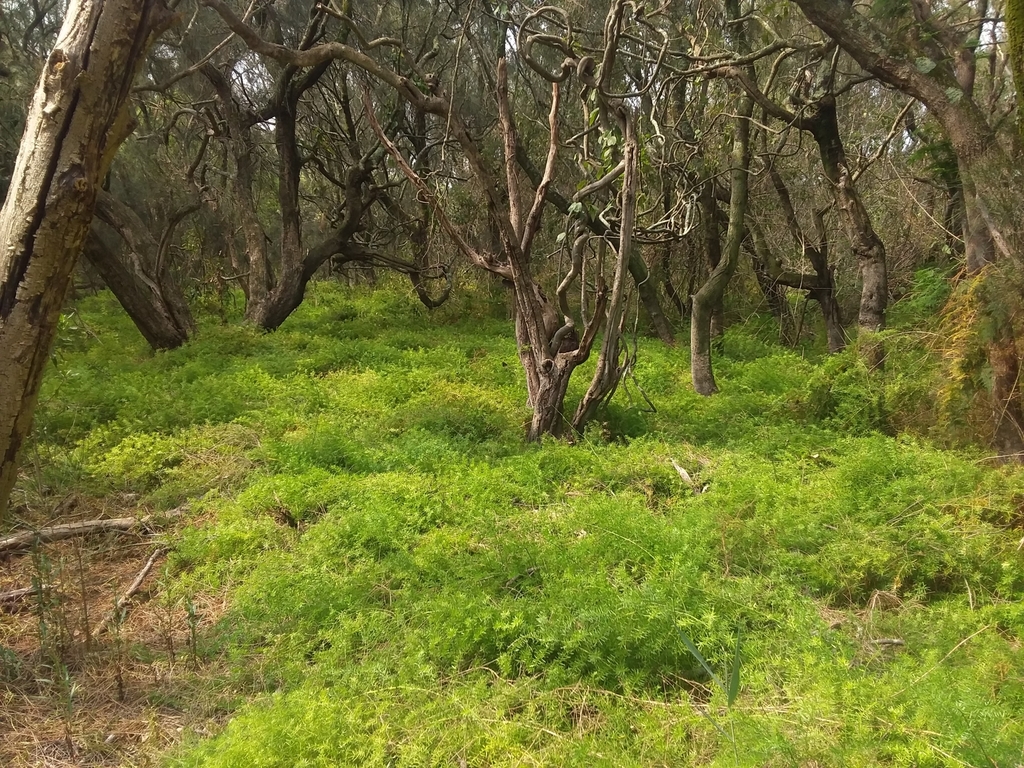 African Asparagus from Puckeys Estate, North Wollongong NSW 2522 ...